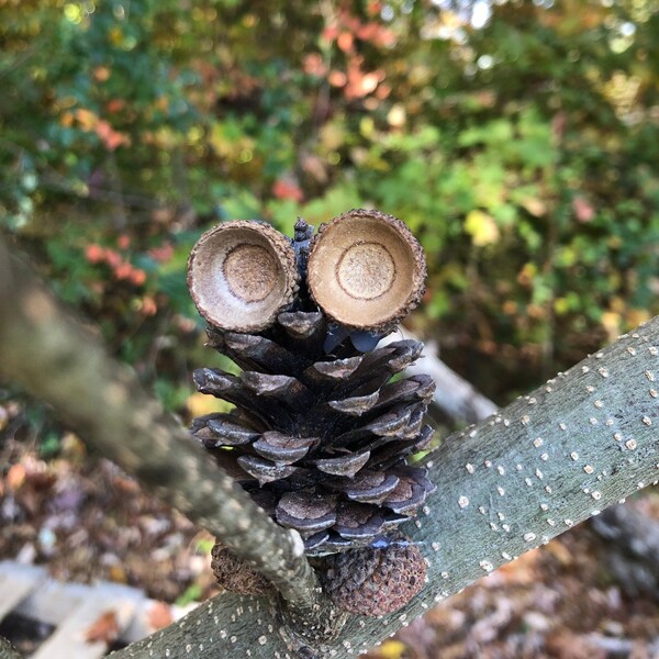 Pine Cone Owl - Etsy