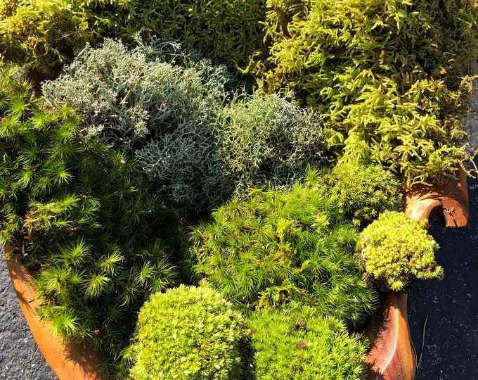 Large Terrarium Assortment Mix of British Soldier Pixie Cups Pityrea ...