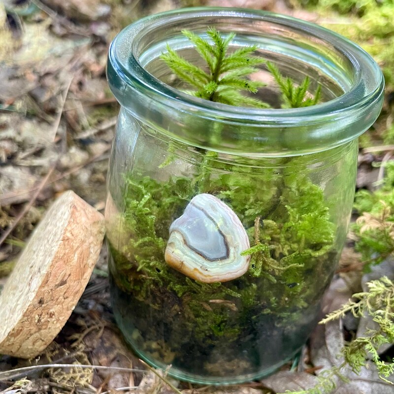 Crystal Terrarium - Etsy