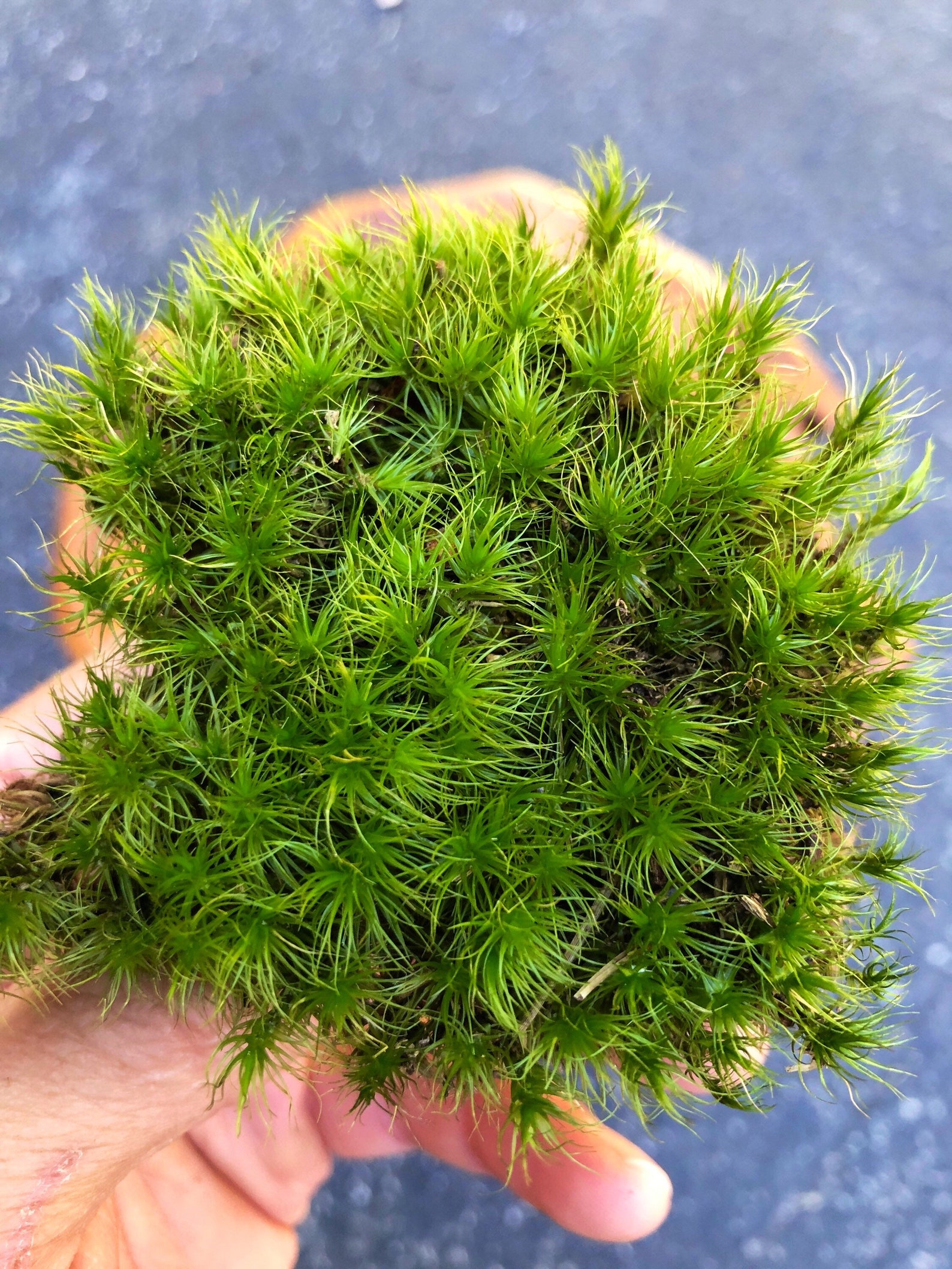 Live Mood Moss/ Choose Your Size/ Healthy Green Moss for Terrarium/ Vivarium/ Moss Garden ...