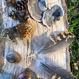 Dried Mix of Forest Findings/forest Floor Foraging Collection/ Dried ...