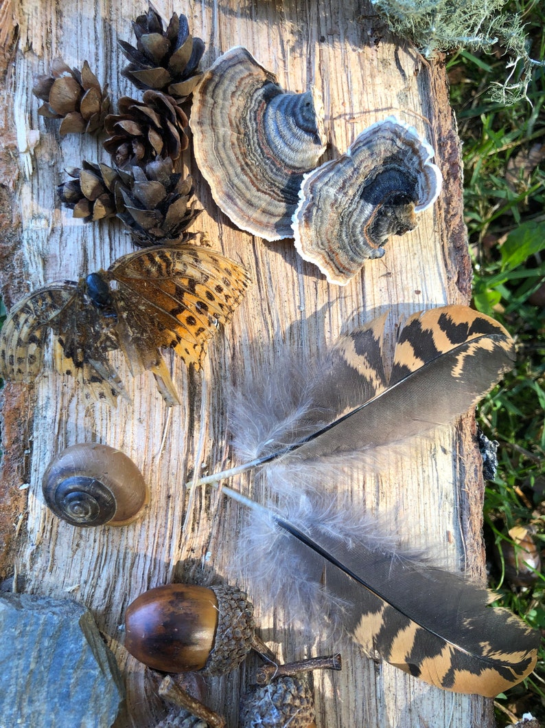 Dried Mix of Forest Findings/forest Floor Foraging Collection/ - Etsy