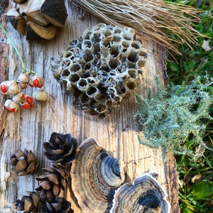 Dried Mix of Forest Findings/forest Floor Foraging Collection/ Dried ...