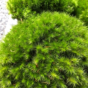 Live Moss Mix: 4 Variety Pack for Terrarium / Vivarium - Etsy