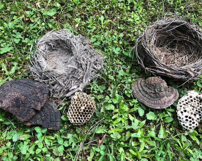 Real Birds Nest/ Wasp Nest/ Shelf Mushroom/ Wild Foraged Items for ...