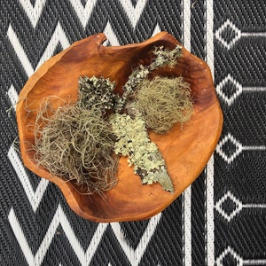 5 Variety Lichen Mix/ Assorted Lichen Variety Bag for Terrarium/ Home ...