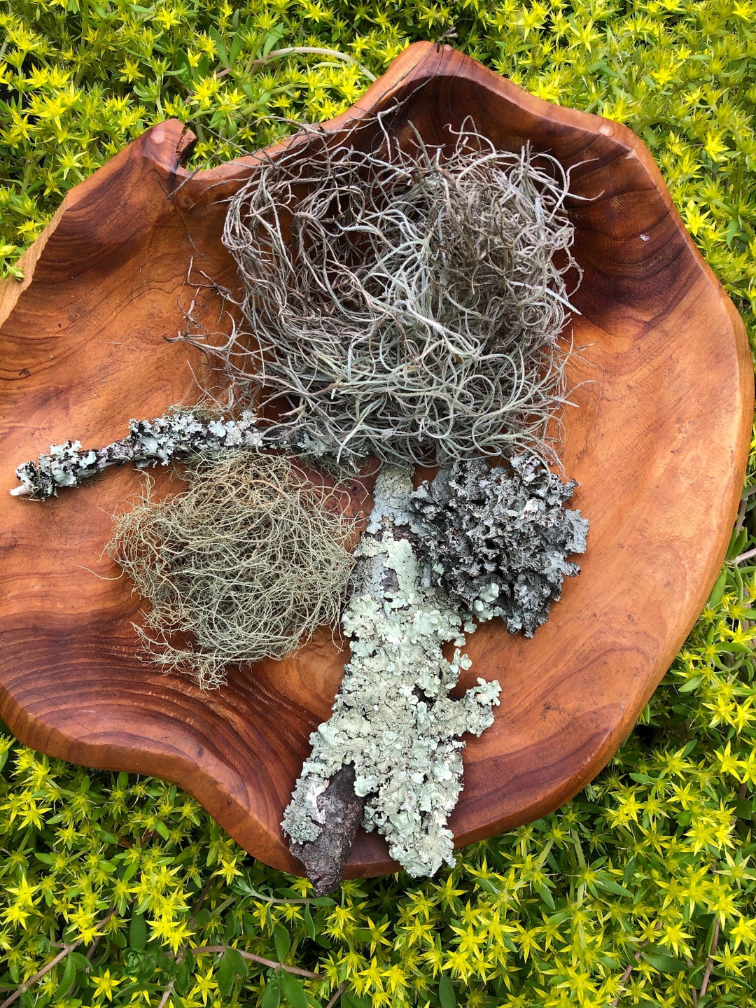 5 Variety Lichen Mix/ Assorted Lichen Variety Bag for Terrarium/ Home ...