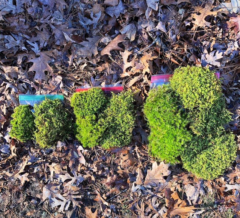 Assorted Live Moss Mixture/ 2 Variety Live Moss Mix/ Sheet - Etsy