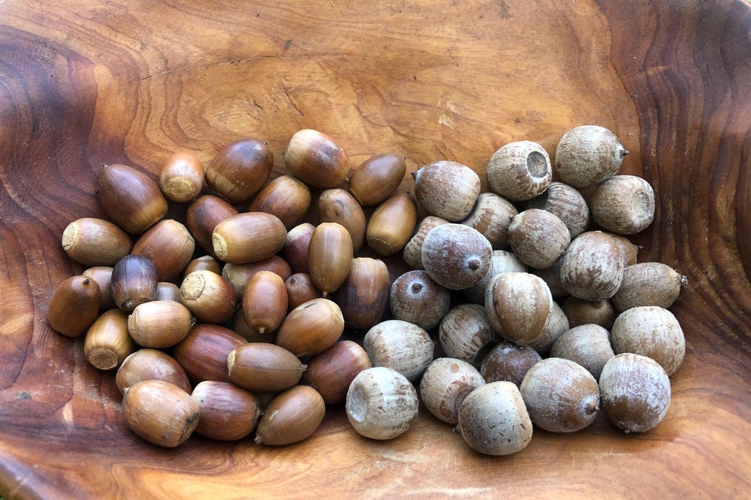 Natural Red & White Oak Acorn Mix/ With or Without Caps/ Sets of 25 ...