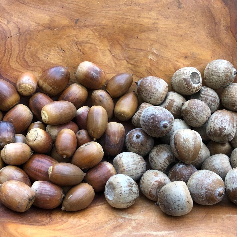 Acorn Decor - Etsy