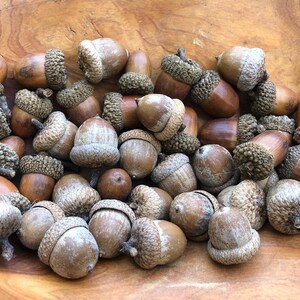 Natural Red & White Oak Acorn Mix/ With or Without Caps/ Sets of 25 ...