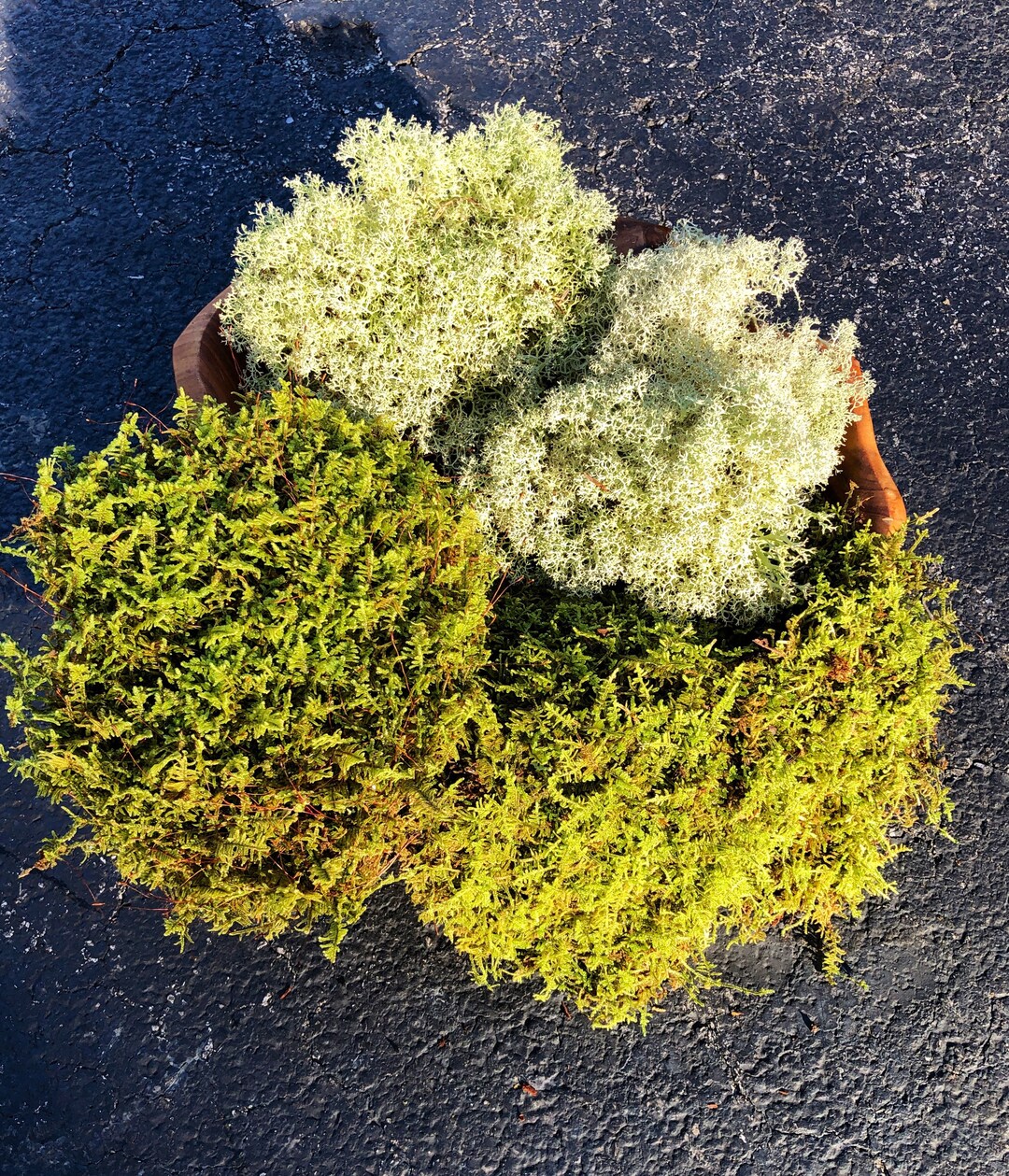 2 Variety Live Moss Mix/ Assorted Live Moss Mixture/ Sheet Moss ...