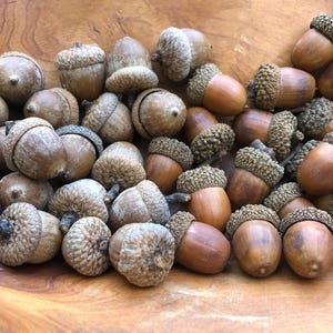 Natural Red & White Oak Acorn Mix/ With or Without Caps/ Sets of 25 ...