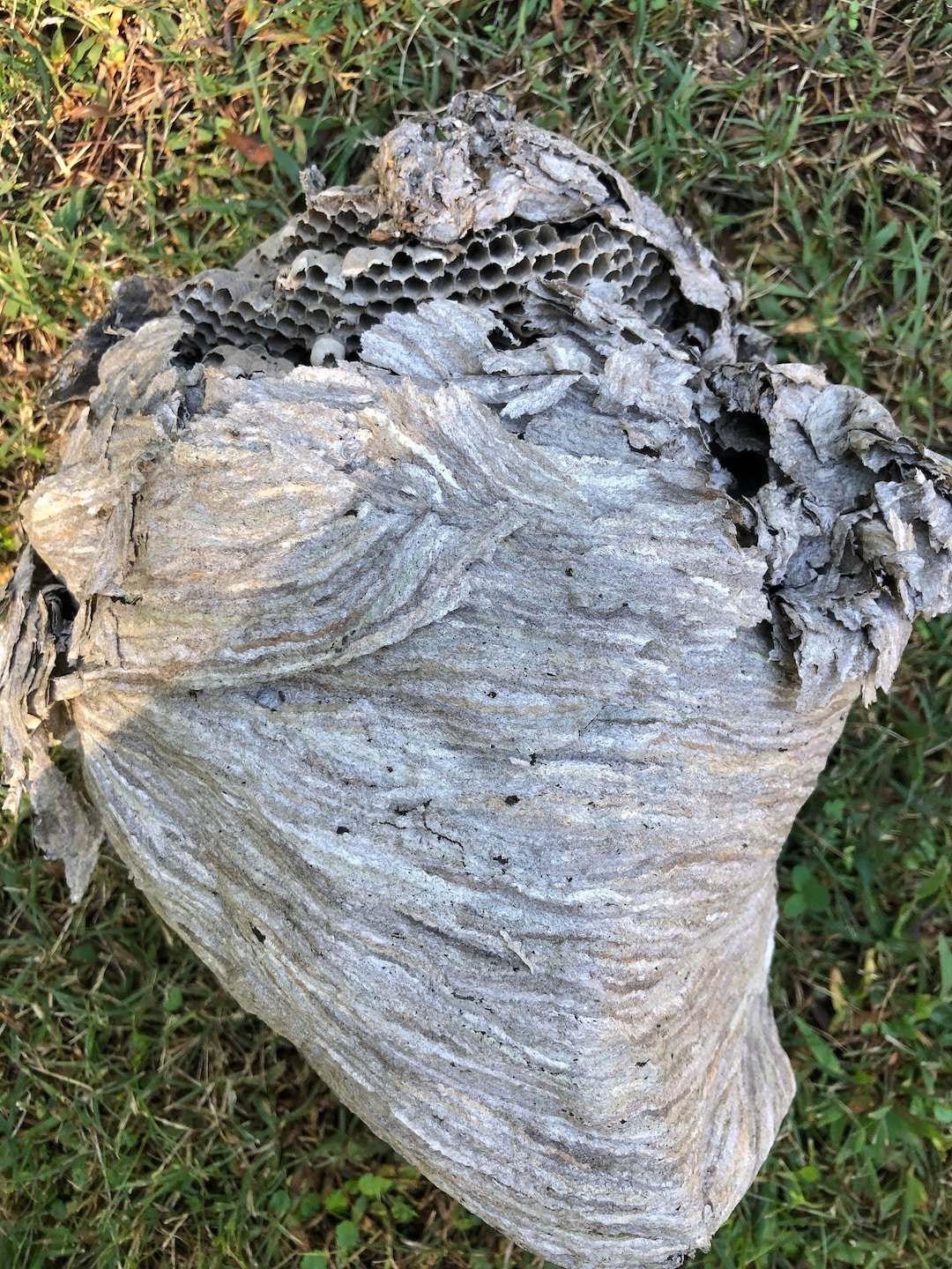 Extra Large Hornet Nest/ Paper Nest for Natural Decor & Display - Etsy