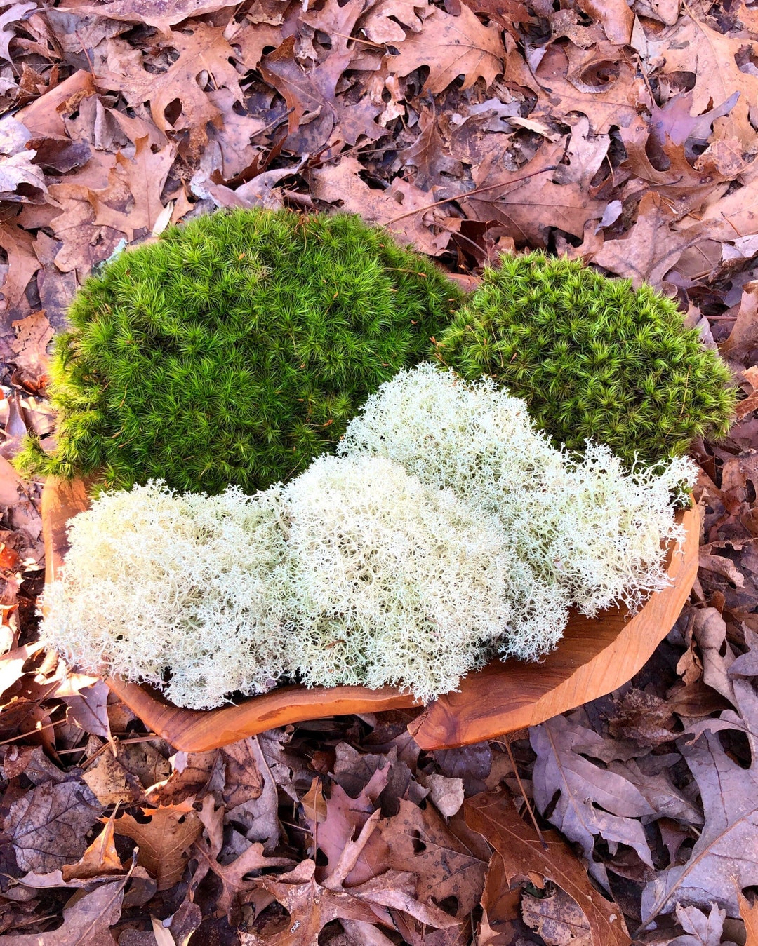 Live Reindeer Moss/live Mood Moss/ Moss Variety Mixture/healthy Moss ...