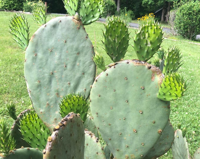 Native North American Prickly Pear. Opuntia Humifusa. Opuntia Cespitosa ...