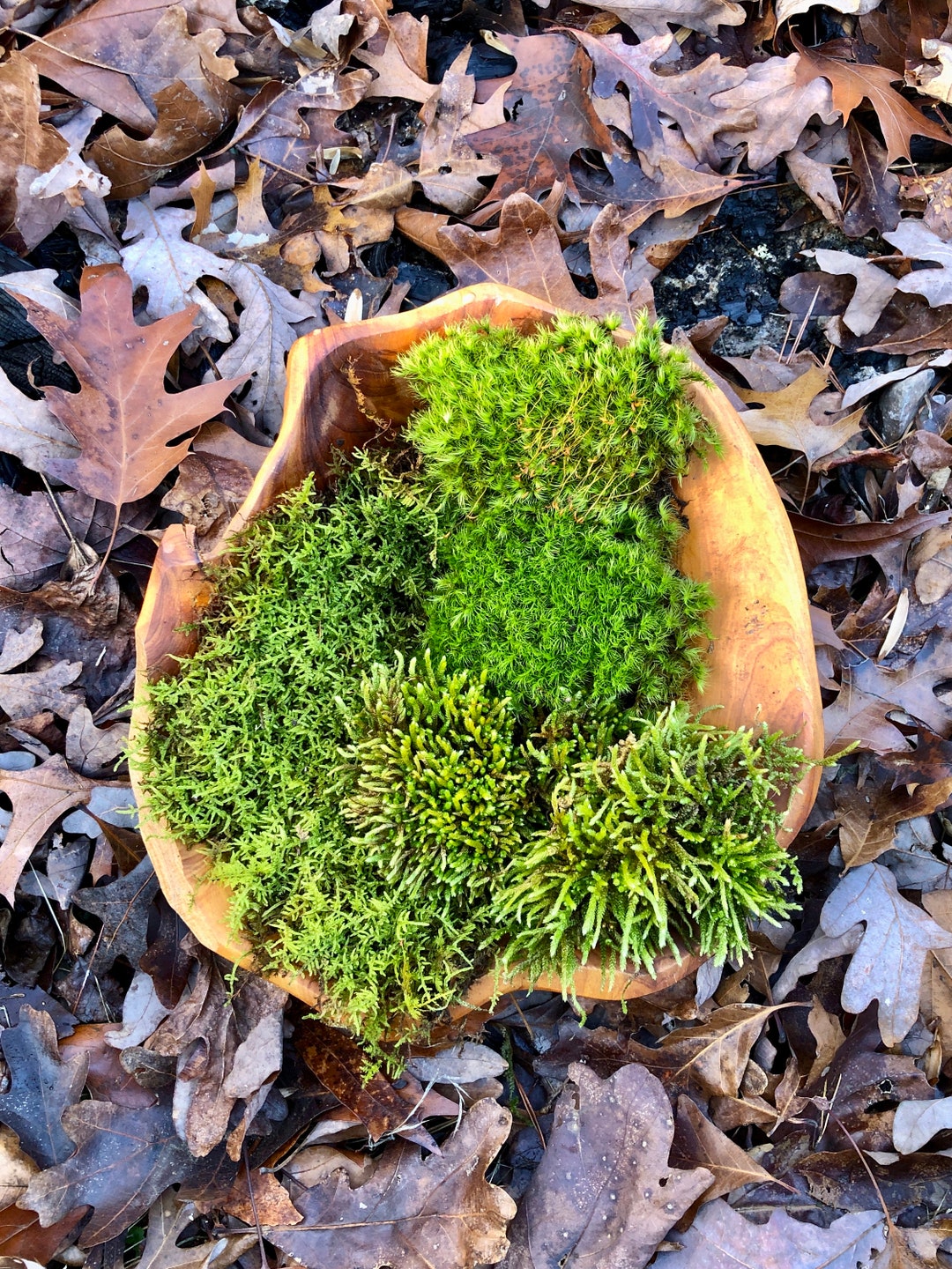 3 Moss Variety Mix/mood Moss/ Sheet Moss/ Cypress Leaved Plait Moss ...