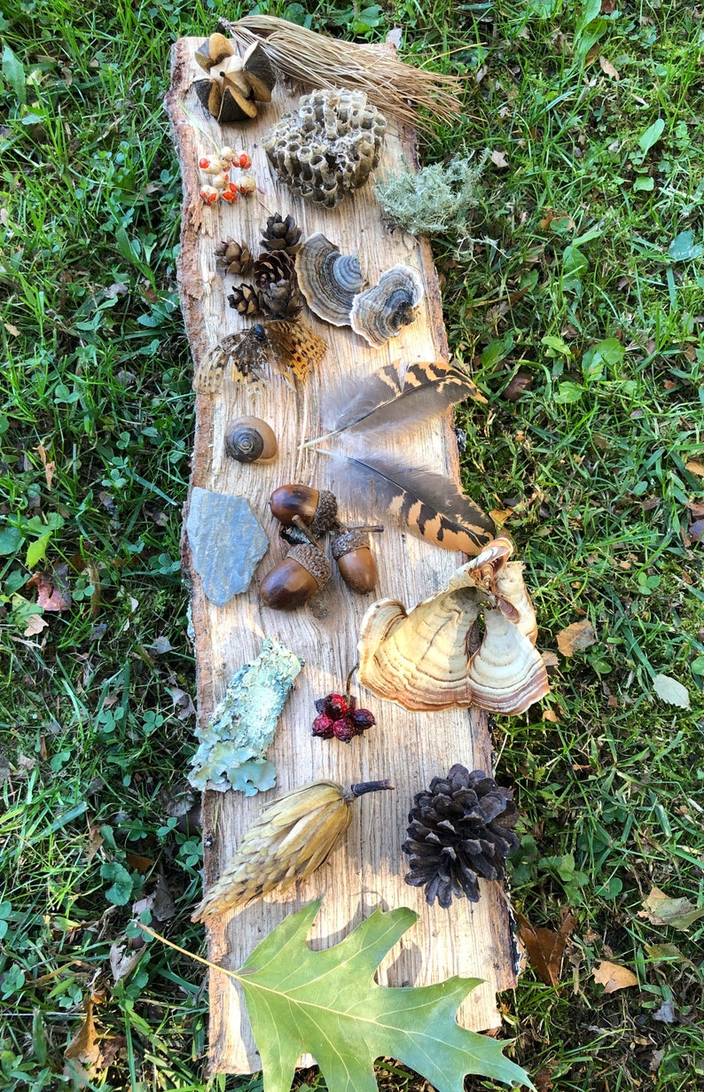 Dried Mix of Forest Findings/forest Floor Foraging Collection/ - Etsy