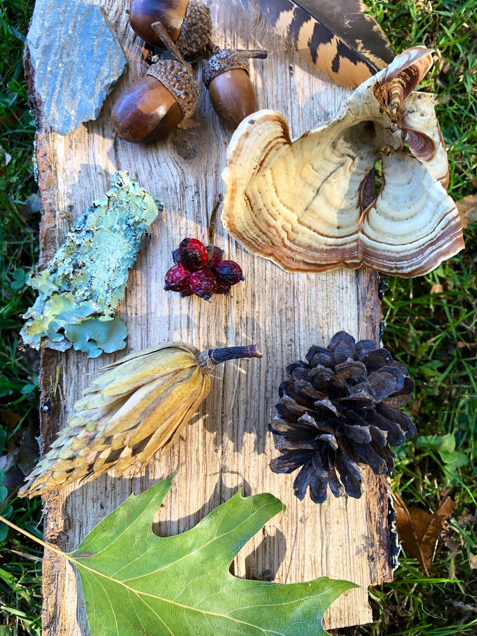 Dried Mix of Forest Findings/forest Floor Foraging Collection/ - Etsy