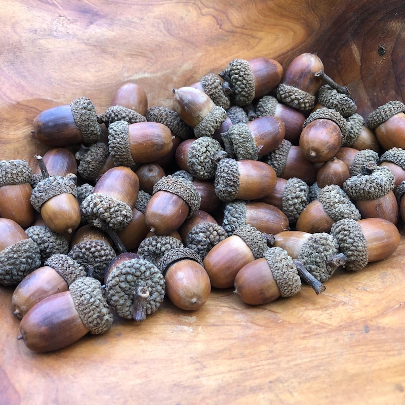 Acorn Decor - Etsy