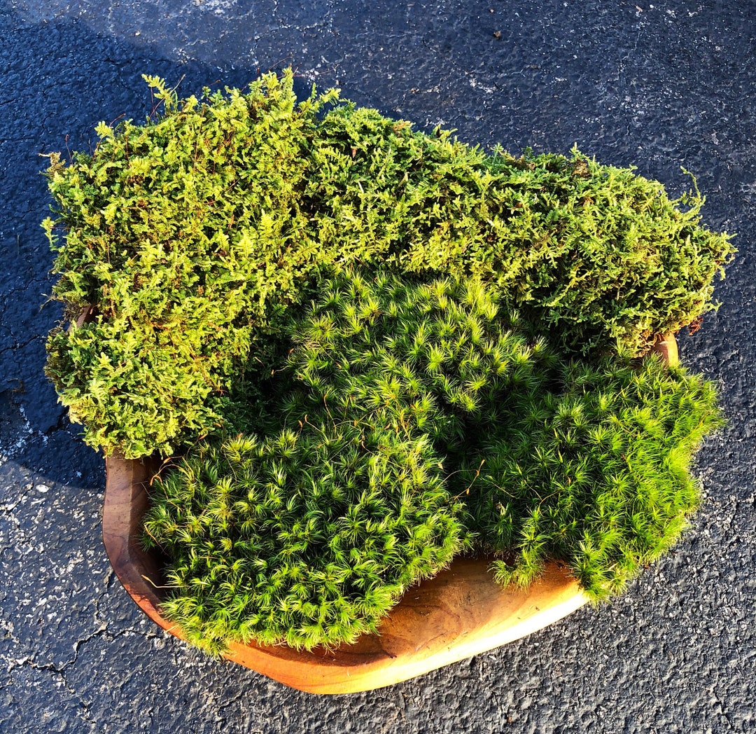 Assorted Live Moss Mixture/ 2 Variety Live Moss Mix/ Sheet Moss/ Mood ...