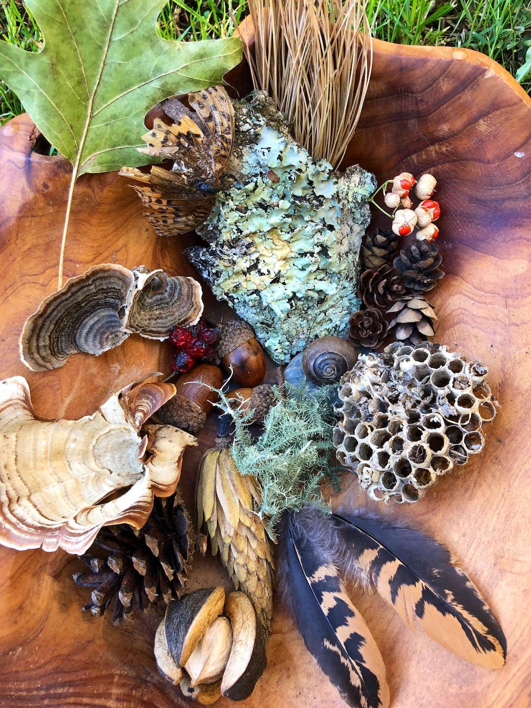 Dried Mix of Forest Findings/forest Floor Foraging Collection/ Dried ...