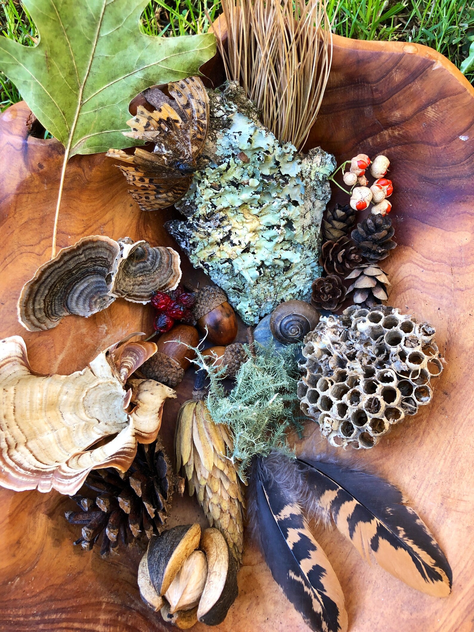 Dried Mix of Forest Findings/forest Floor Foraging Collection/ - Etsy