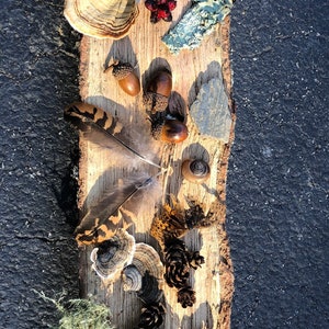 Dried Mix of Forest Findings/forest Floor Foraging Collection/ Dried ...