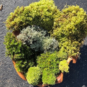 Live Moss Mix: 4 Variety Pack for Terrarium / Vivarium - Etsy