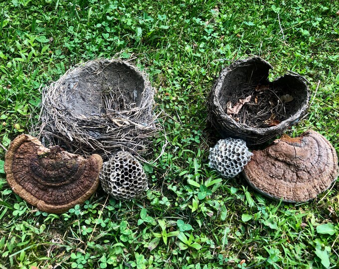 Real Birds Nest/ Wasp Nest/ Shelf Mushroom/ Wild Foraged Items for ...