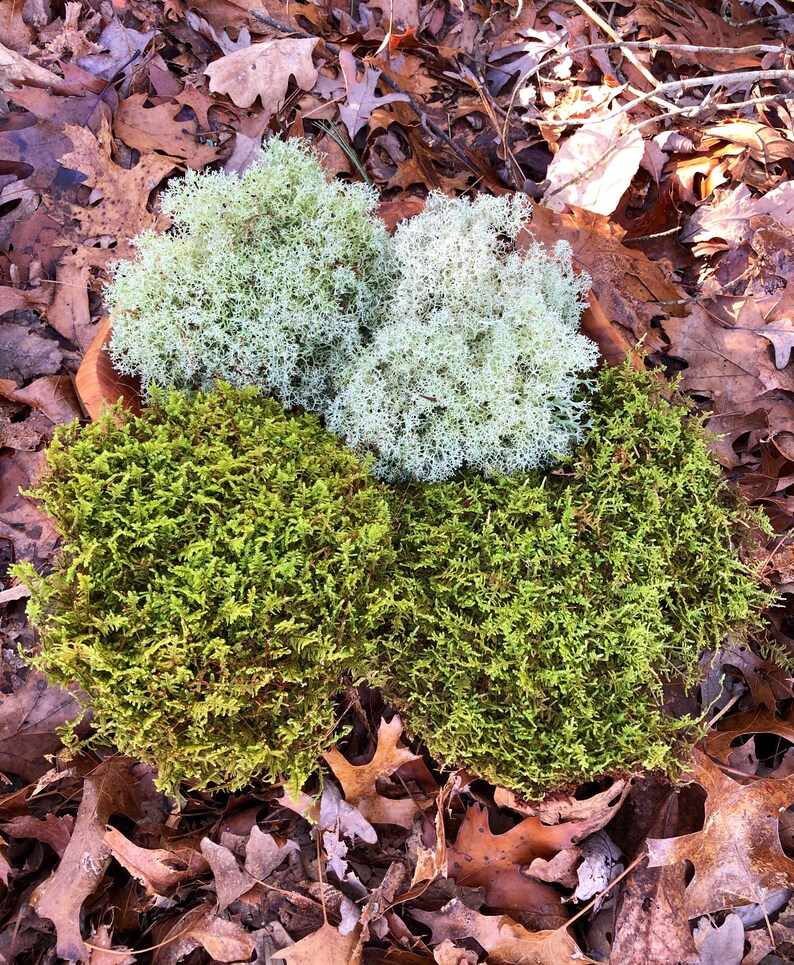 Live Moss Mix: Reindeer & Sheet Moss for Terrarium, Vivarium - Etsy