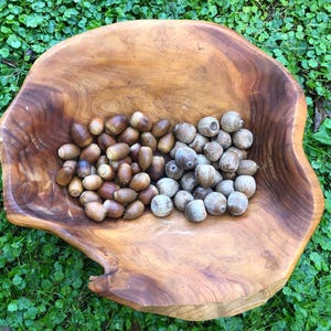 Natural Red & White Oak Acorn Mix/ With or Without Caps/ Sets of 25 ...