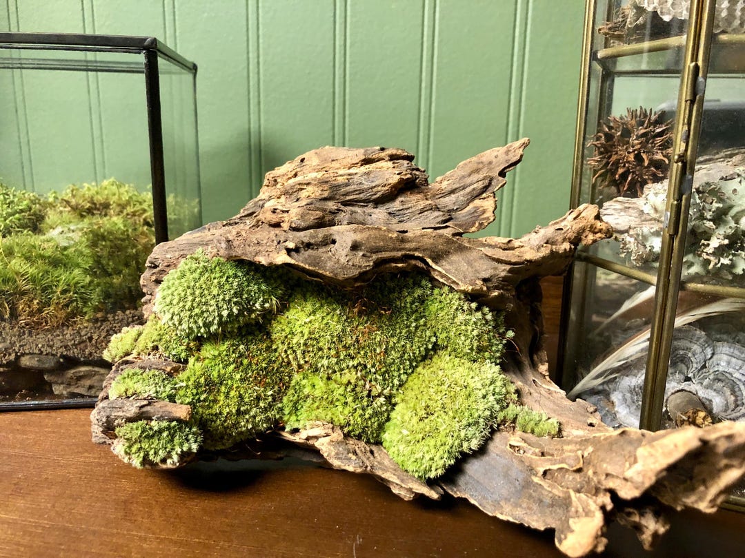 LIVE MOSS Artwork/ LIVE Cushion Moss Table Centerpiece/ Handmade Living ...