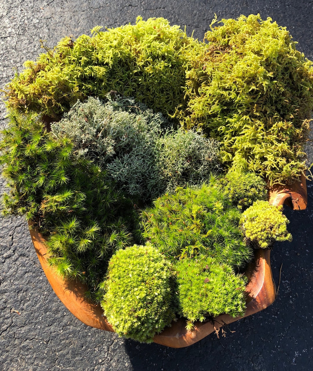 Live Moss Mix: 4 Variety Pack for Terrarium / Vivarium - Etsy
