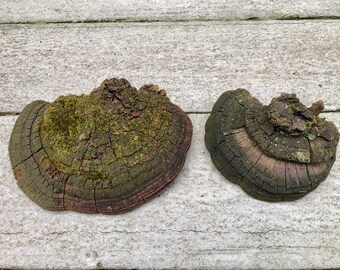 Cracked Cap Polypore Mushroom/phellinus Robiniae/ White Shelf - Etsy