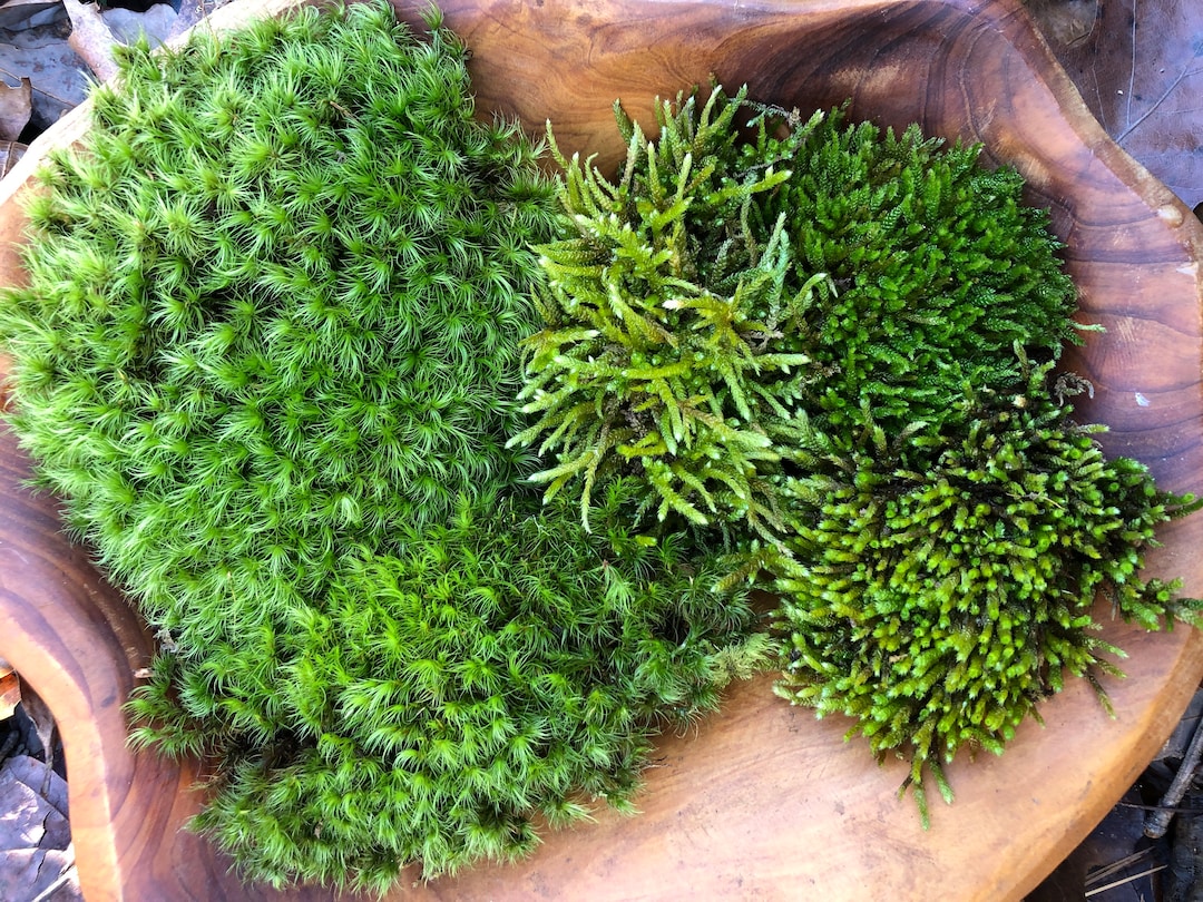 Live Moss Variety Mix/mood Moss/ Cypress Leaved Plait Moss/ Moss for ...