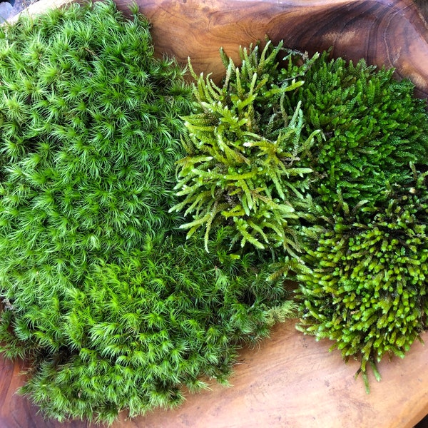 Live Moss - Etsy