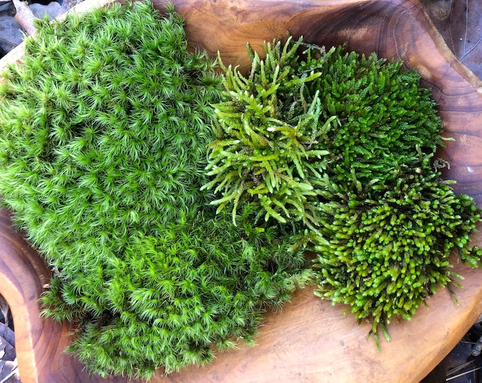 Dusk Moss Mix - Etsy