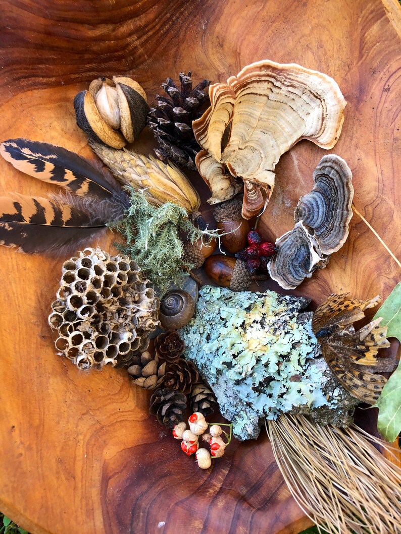 Dried Mix of Forest Findings/forest Floor Foraging Collection/ - Etsy