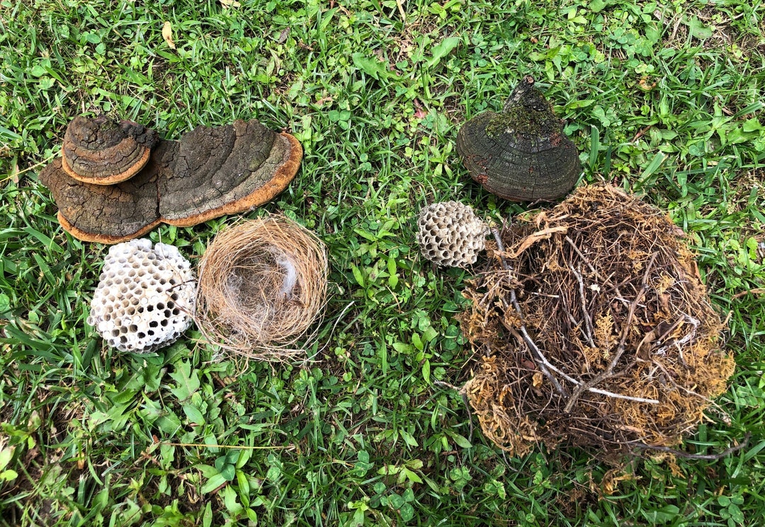 Real Birds Nest/ Wasp Nest/ Shelf Mushroom/ Wild Foraged Items for ...