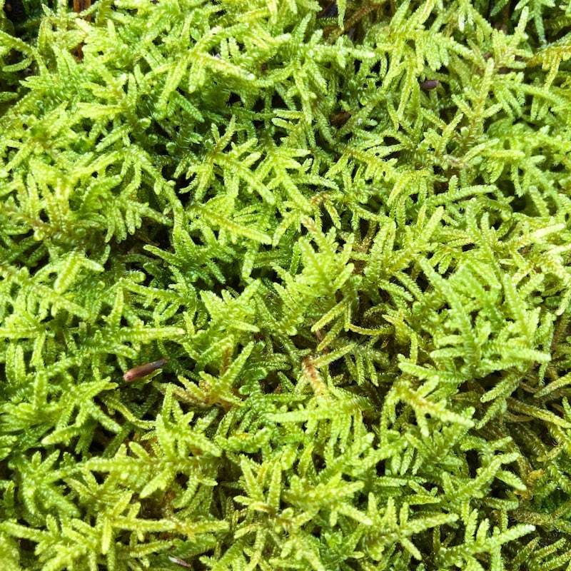 Live Moss - Etsy