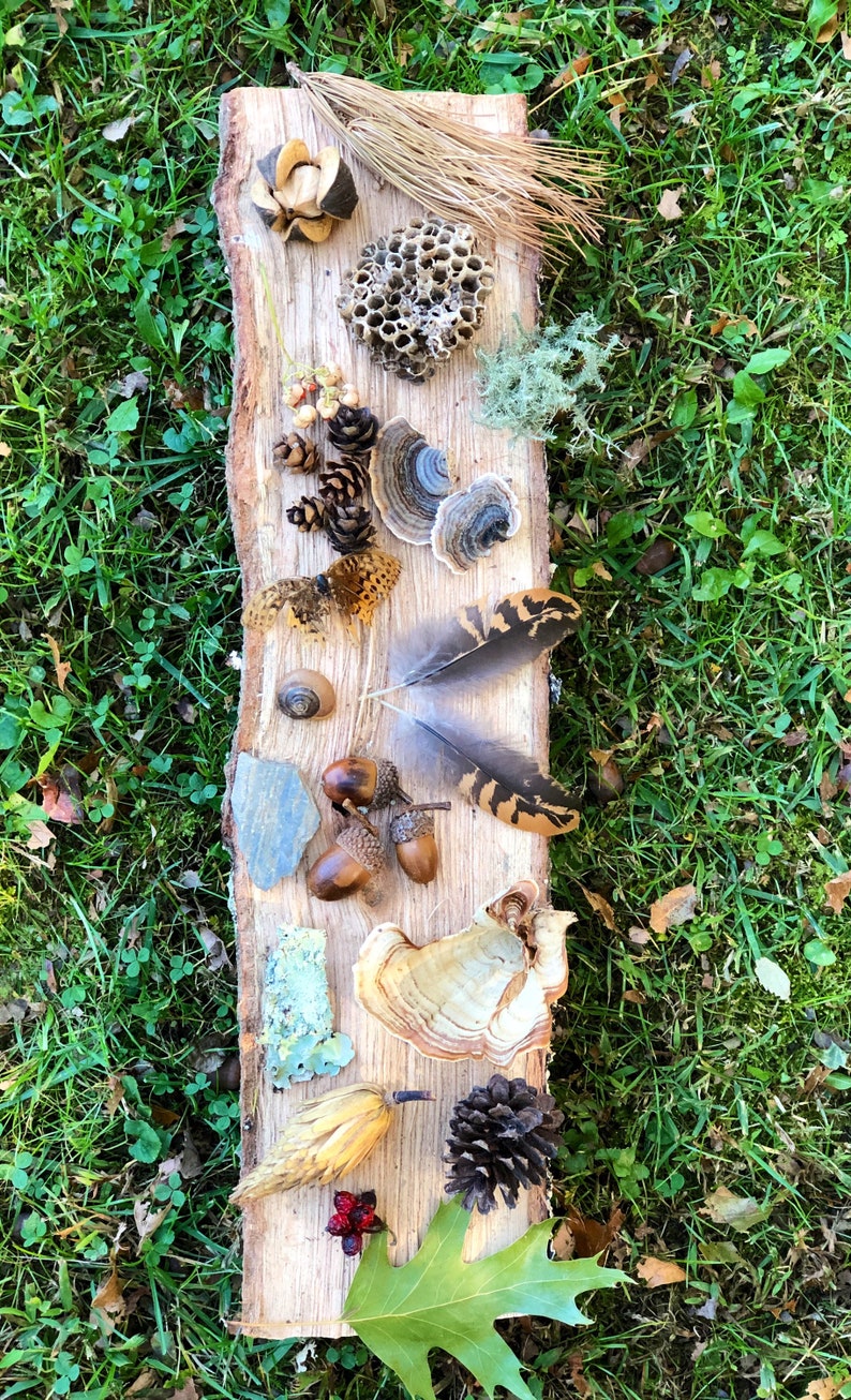 Dried Mix of Forest Findings/forest Floor Foraging Collection/ - Etsy