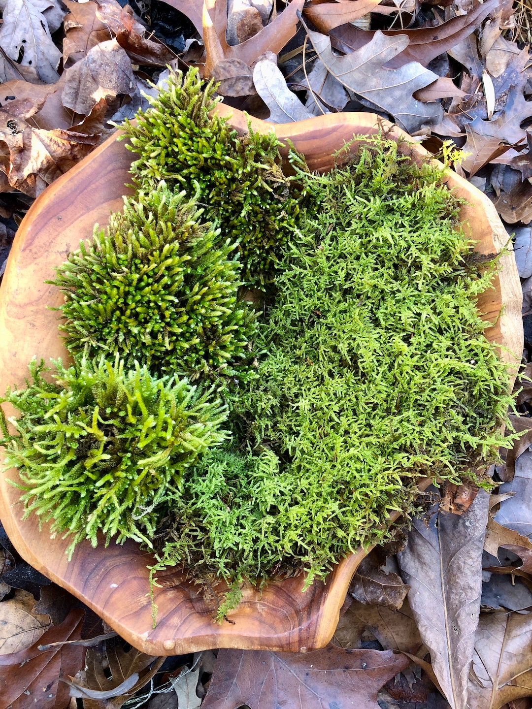 Live Moss Variety Mix/sheet Moss/ Cypress Leaved Plait Moss/ Moss for ...