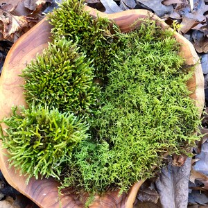 Live Moss Variety Mix/sheet Moss/ Cypress Leaved Plait Moss/ Moss for ...