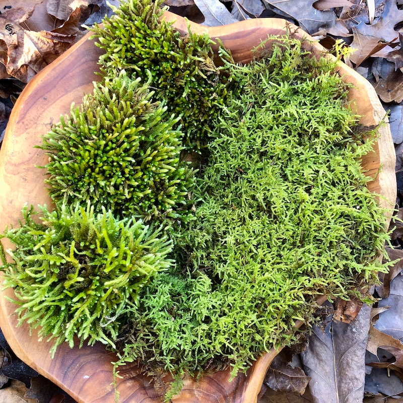 Live Moss - Etsy
