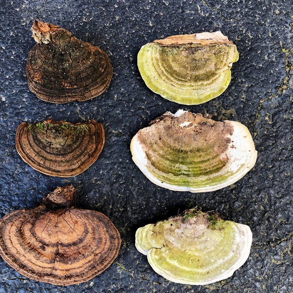 Shelf Mushroom Etsy