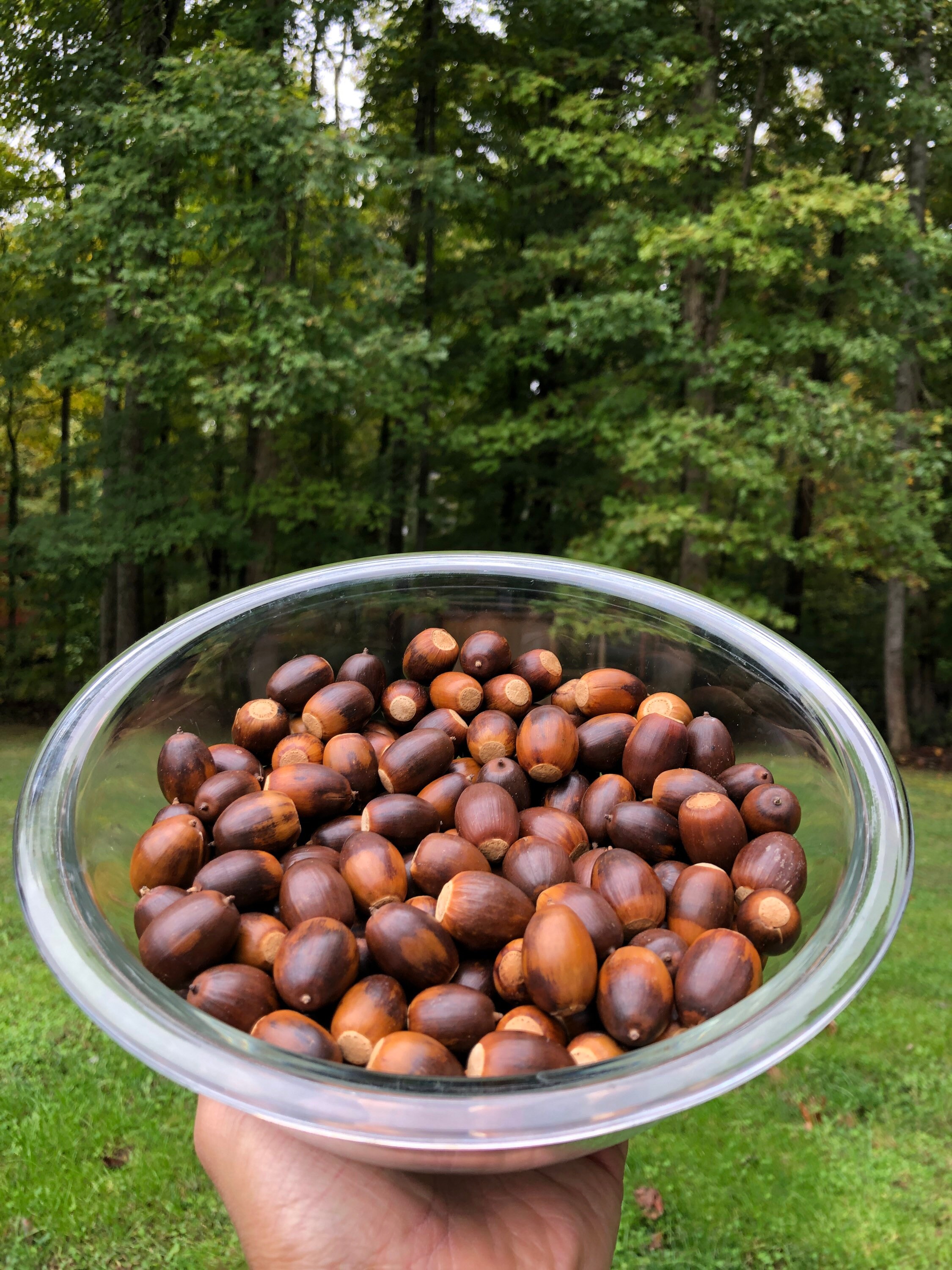 LARGE Natural Red Oak Acorns/ Set of 40 Dried Acorns for - Etsy