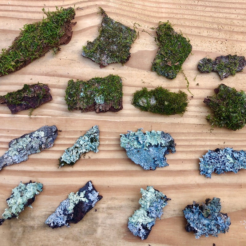 Lichen - Etsy