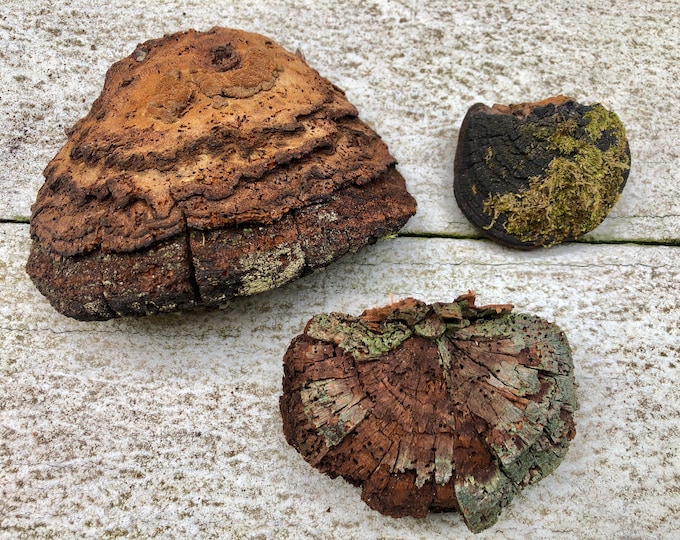 Cracked Cap Polypore Mushroom/phellinus Robiniae/ Shelf Mushroom /wild ...