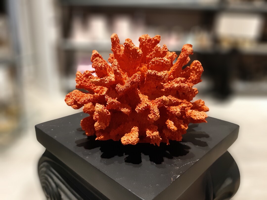 Decorative Red Coral Reef Coral Object Coral Decor Coral - Etsy